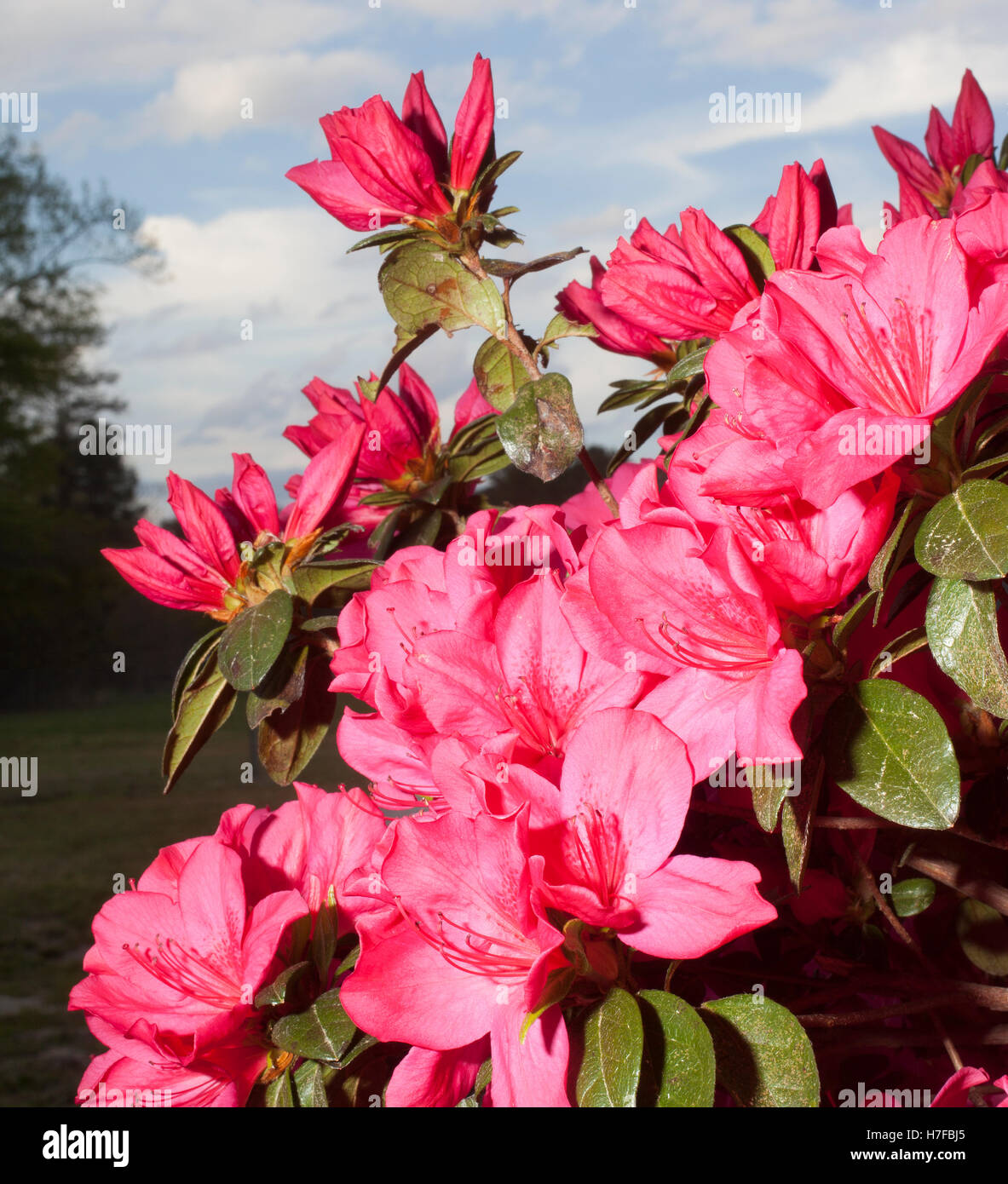 Azalea flowering in the spring with pink and red blooms Stock Photo - Alamy
