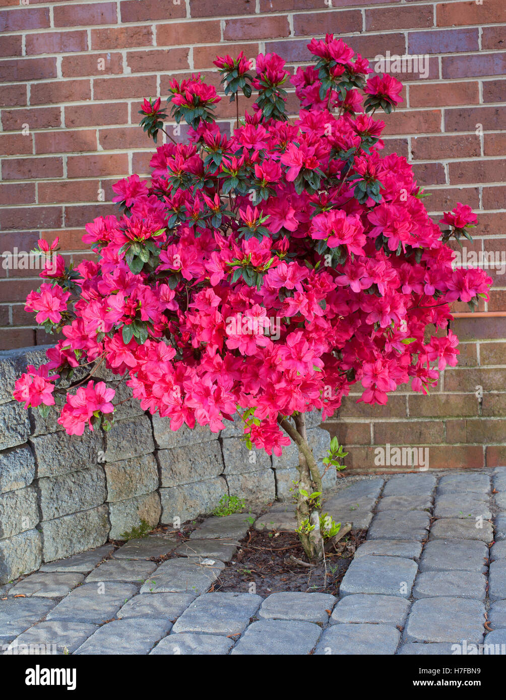 Azalea bush hi-res stock photography and images - Alamy