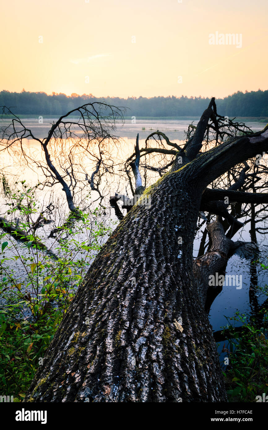 Fallen tree on swampy water reservoir just before sunrise Stock Photo ...