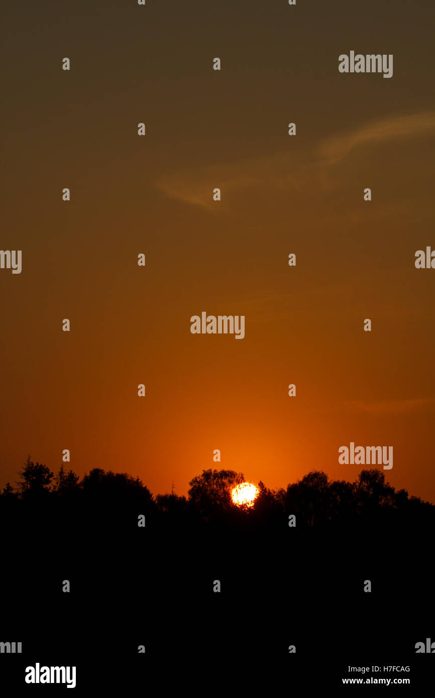 Forest trees outline against the disc of the rising sun in red tone ...