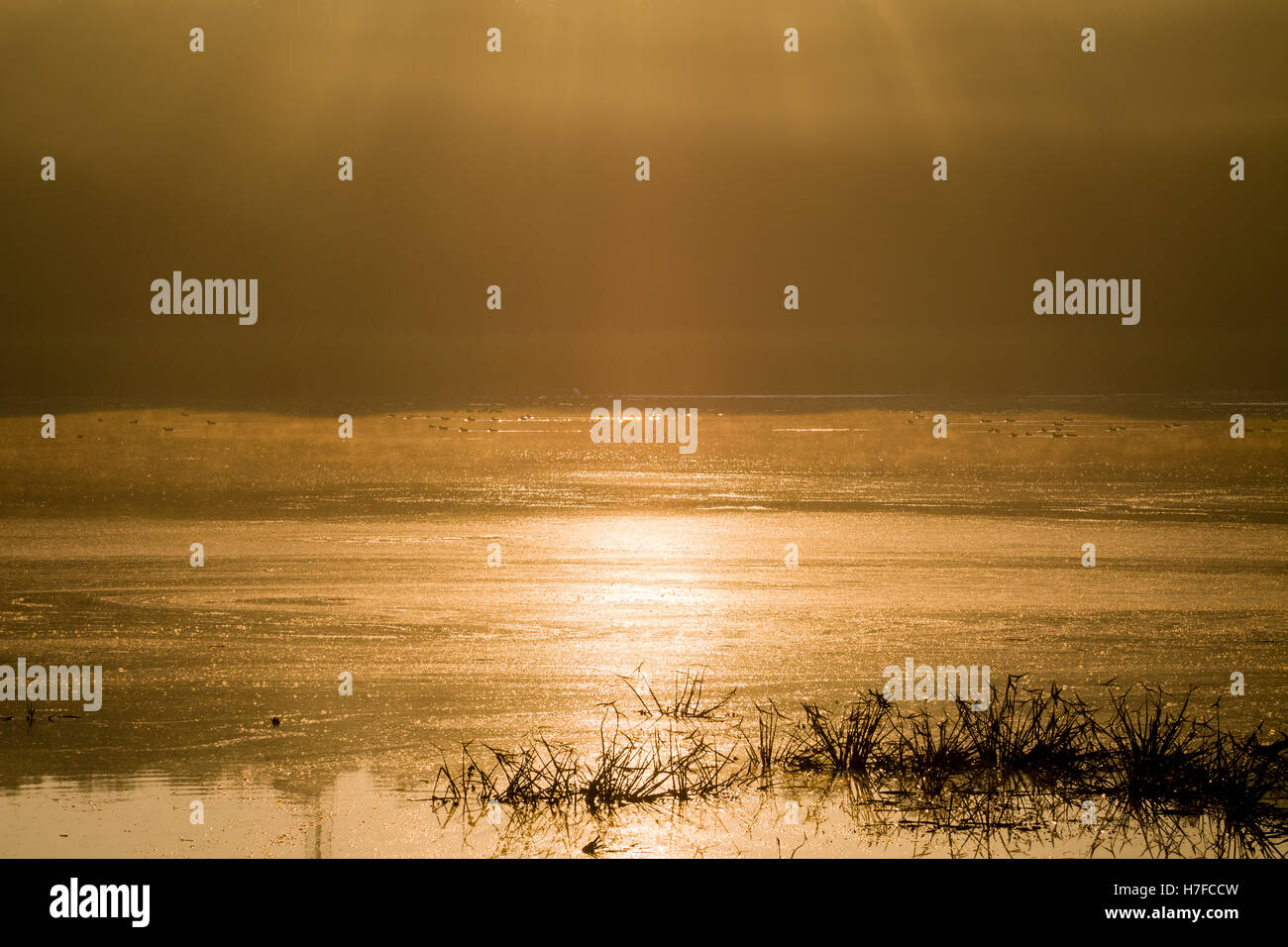 Sun rays under forest puddle, morning water landscape Stock Photo - Alamy