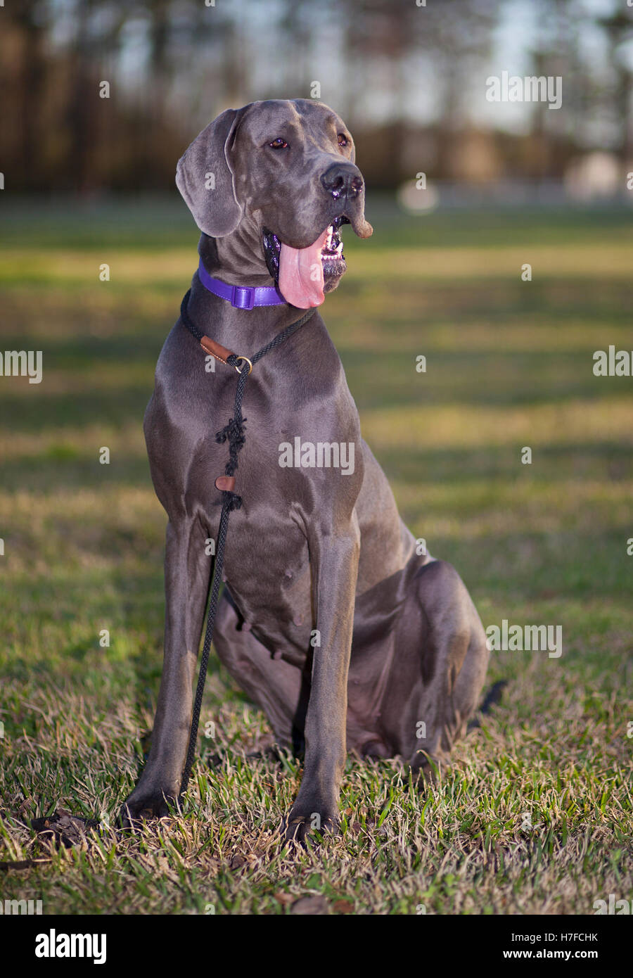 Grey Great Dane this is sitting in a grassy field Stock Photo - Alamy