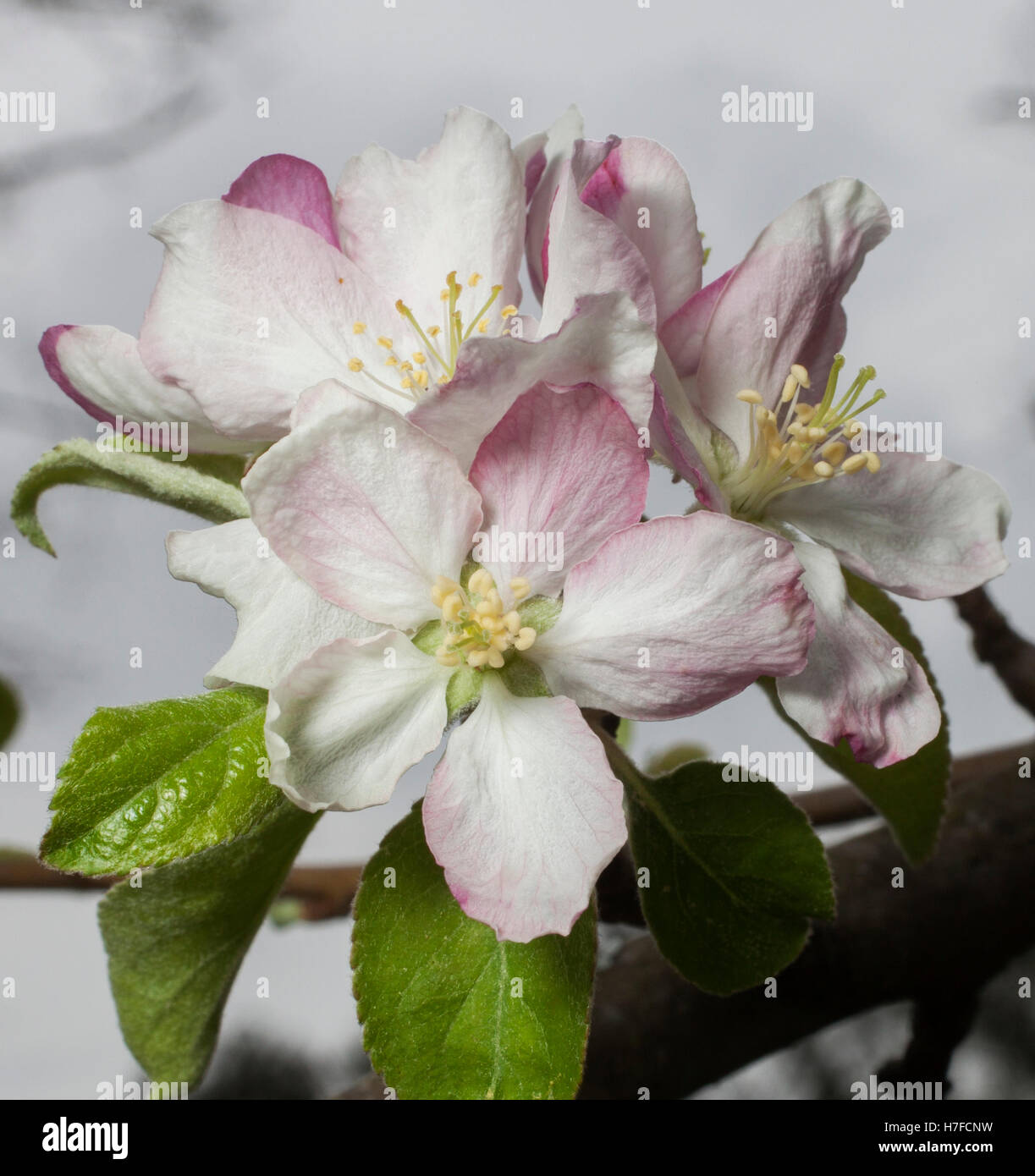 Apple tree flowers granny smith hi-res stock photography and images - Alamy