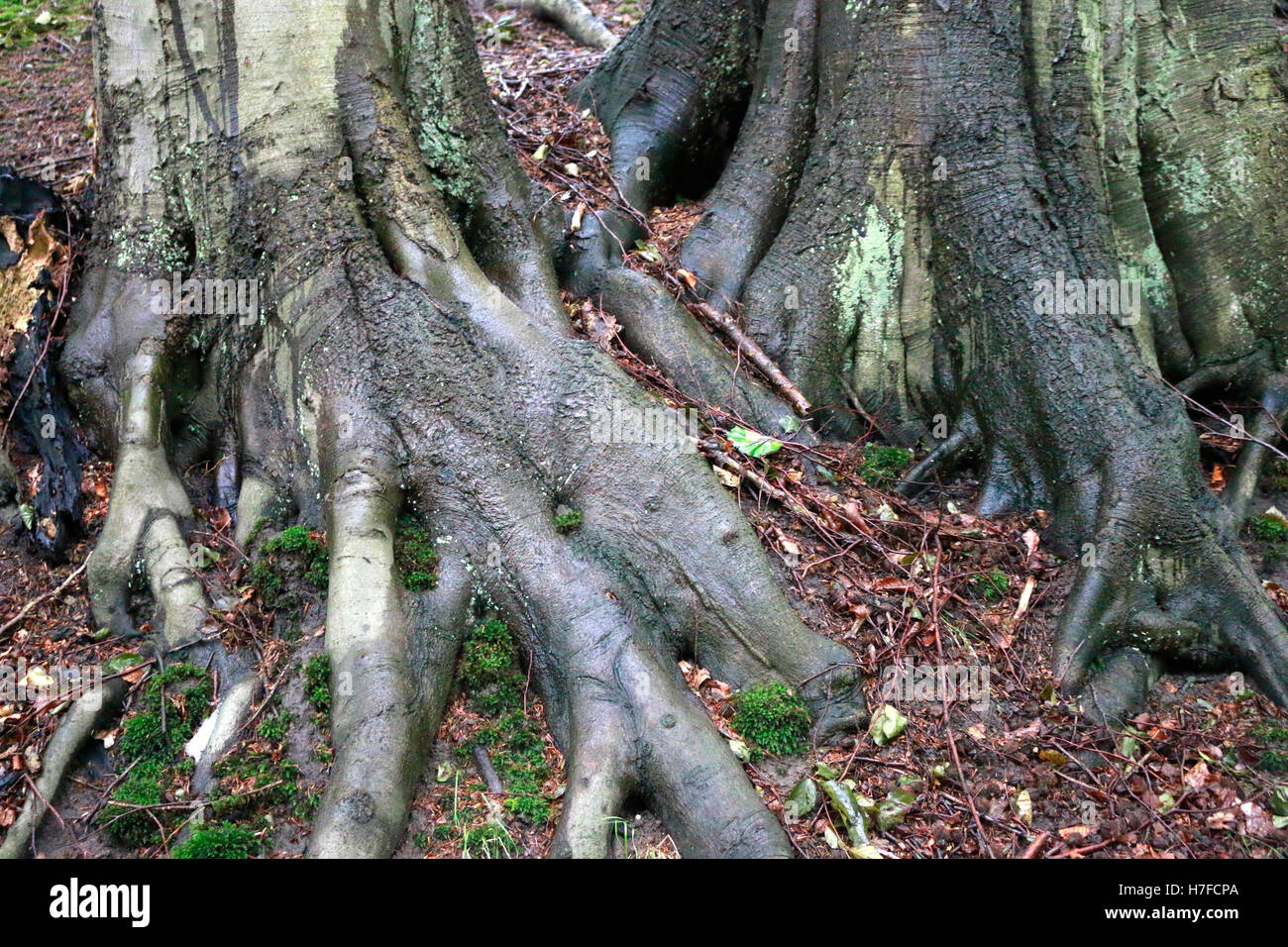 Wurzelwerk Stock Photos & Wurzelwerk Stock Images - Alamy