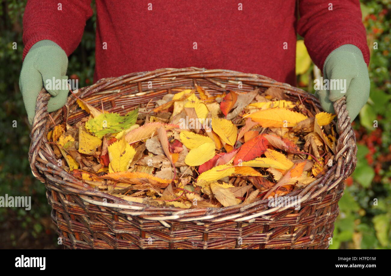 Man clearing leaves garden uk hi-res stock photography and images - Alamy