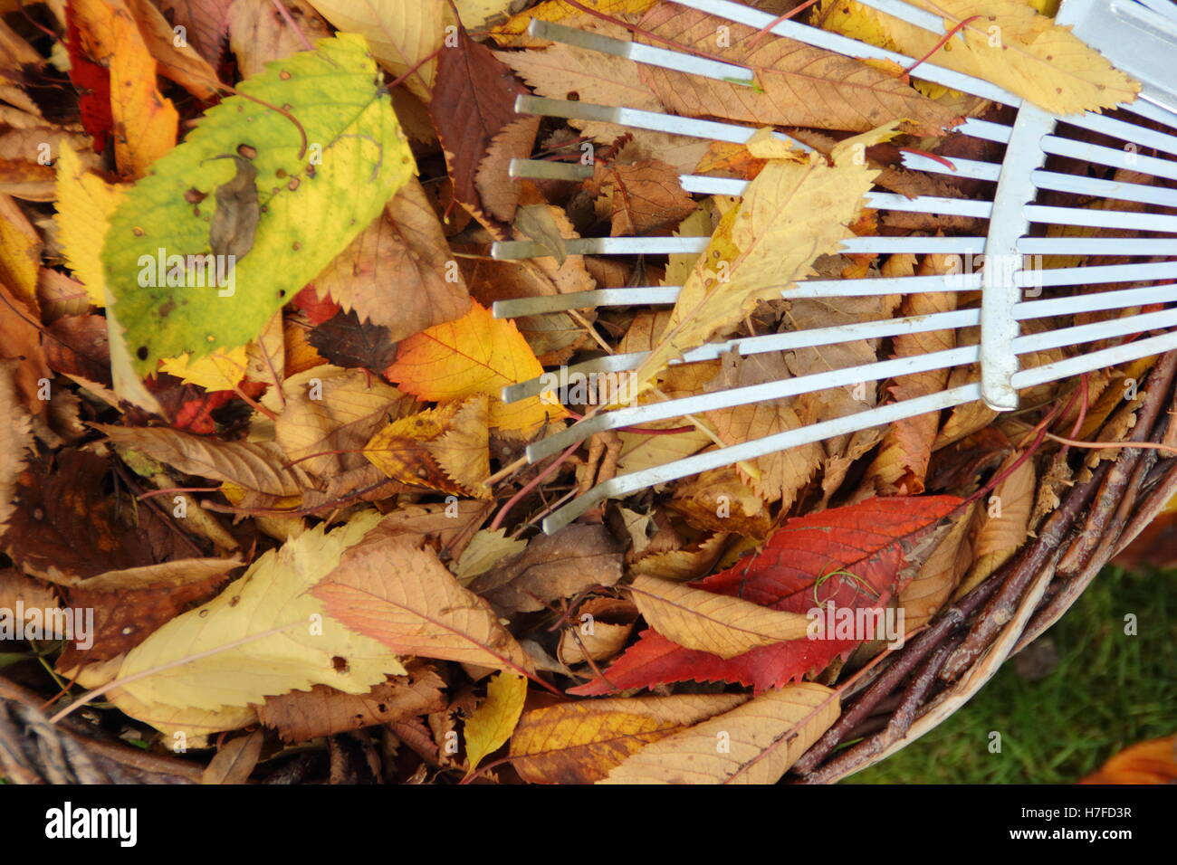 Collecting autumn leaves from a garden lawn for composting to make leaf ...