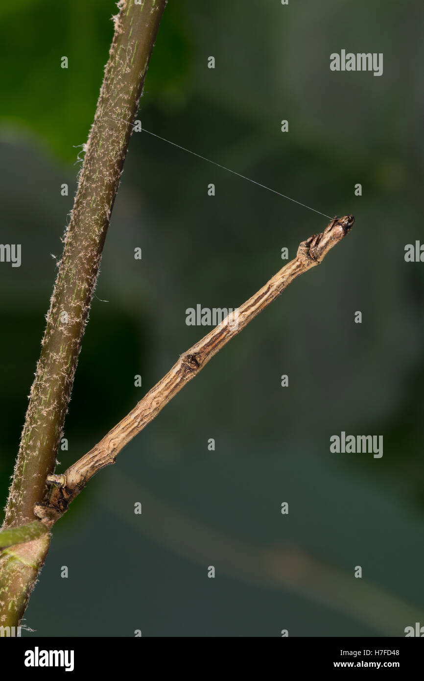 Nachtschwalbenschwanz, Nacht-Schwalbenschwanz, Holunderspanner, Raupe ...