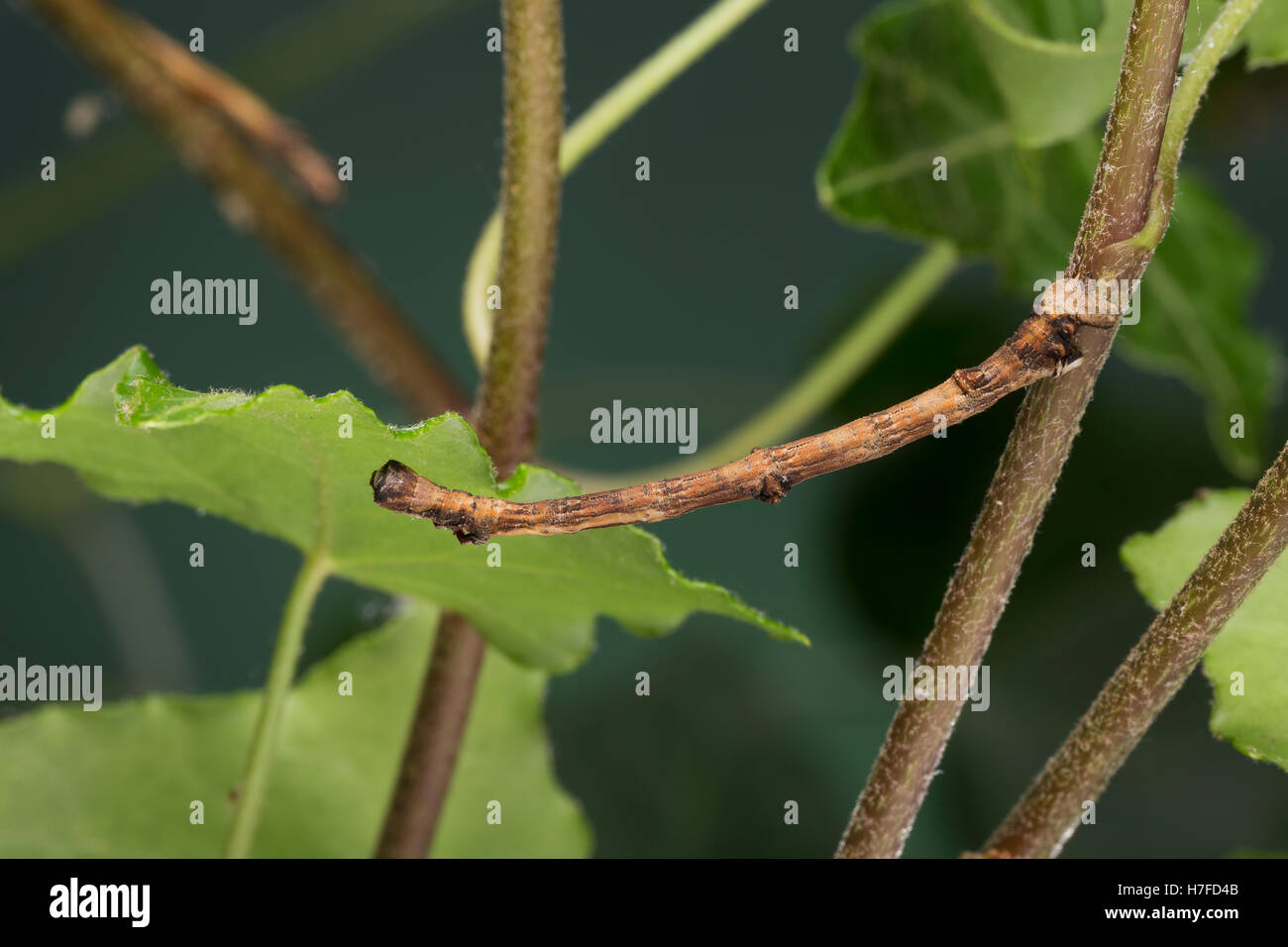 Nachtschwalbenschwanz, Nacht-Schwalbenschwanz, Holunderspanner, Raupe ...