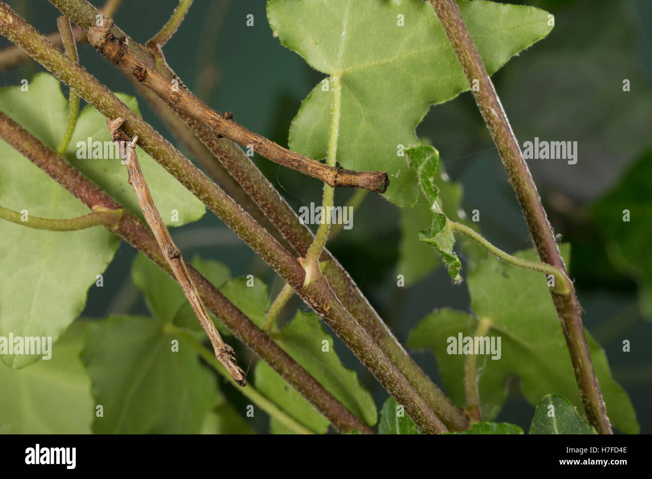Nachtschwalbenschwanz, Nacht-Schwalbenschwanz, Holunderspanner, Raupe ...
