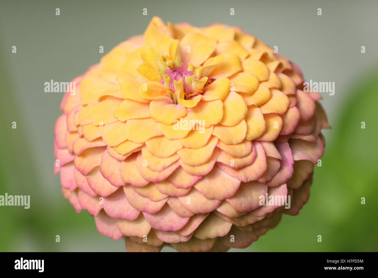 Macro photograph of a flower, high detail, bright color, and high ...