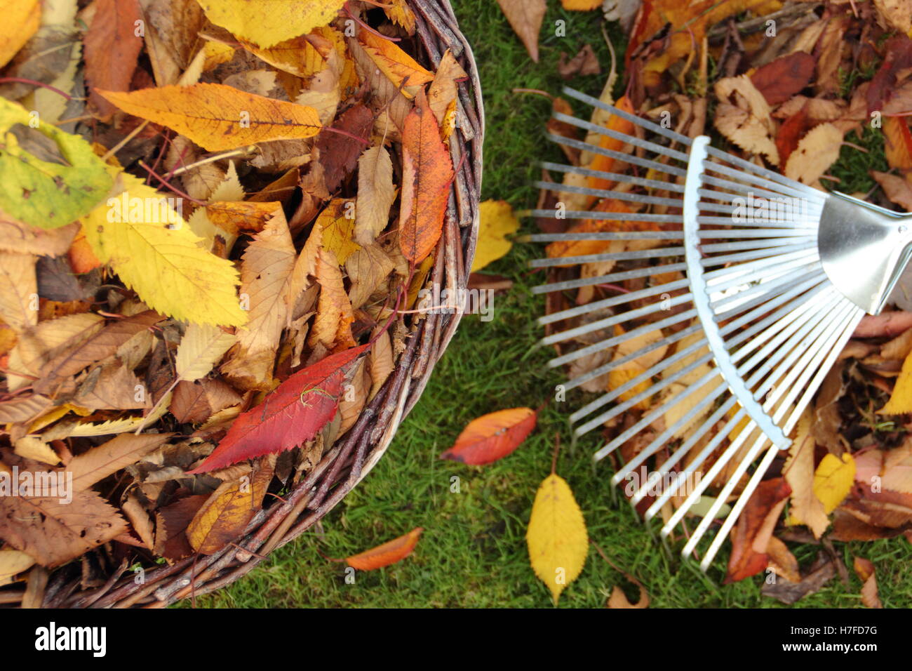Collecting autumn leaves from a garden lawn for composting to make leaf ...