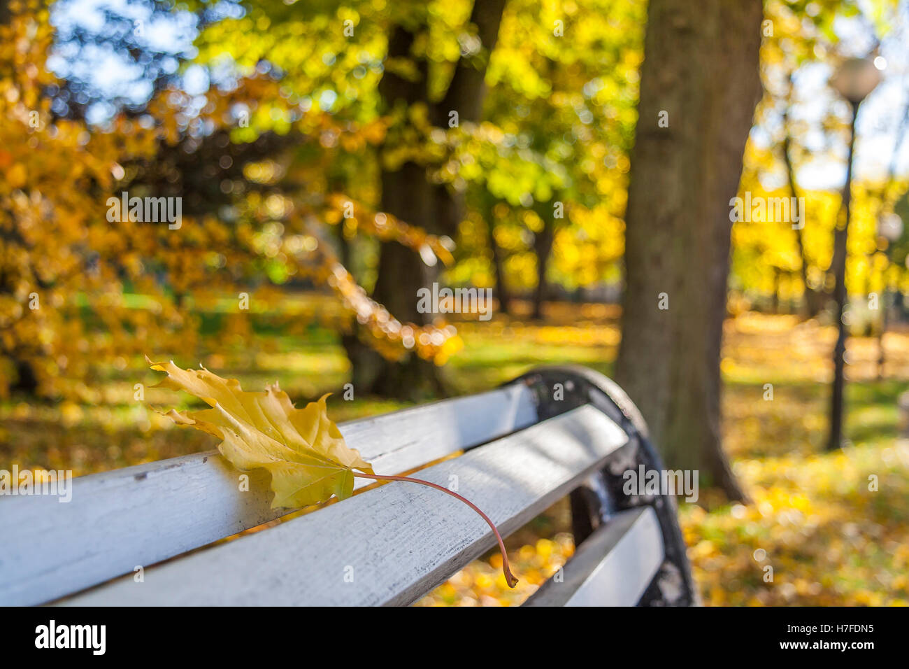Maple bench hi-res stock photography and images - Alamy