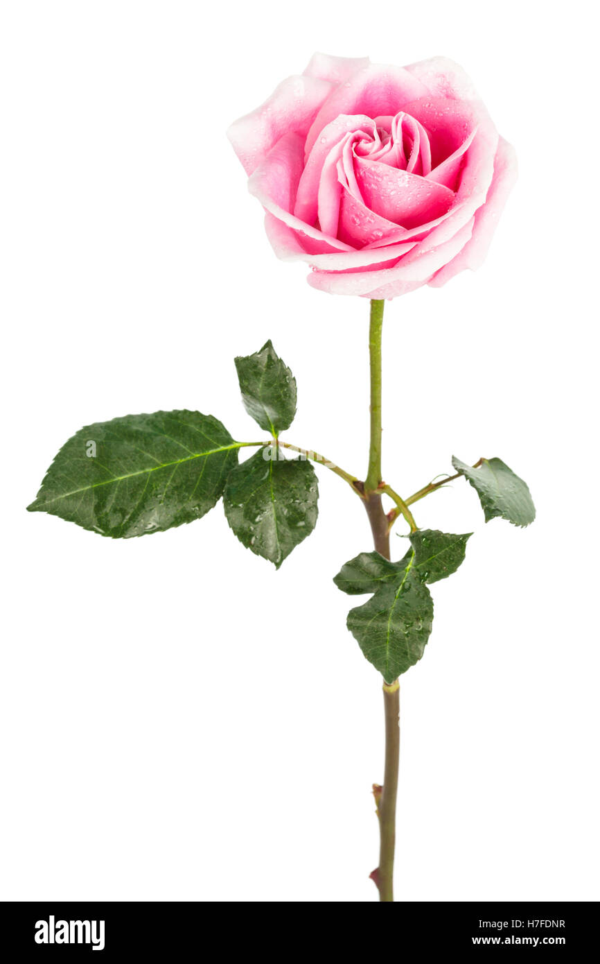 single pink rose on a white background Stock Photo - Alamy