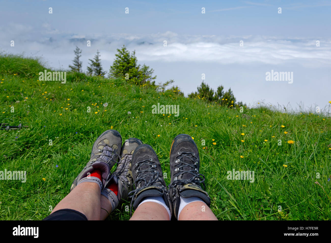Dense fog, Hirschberg summit, foothills of the Alps, Upper Bavaria ...