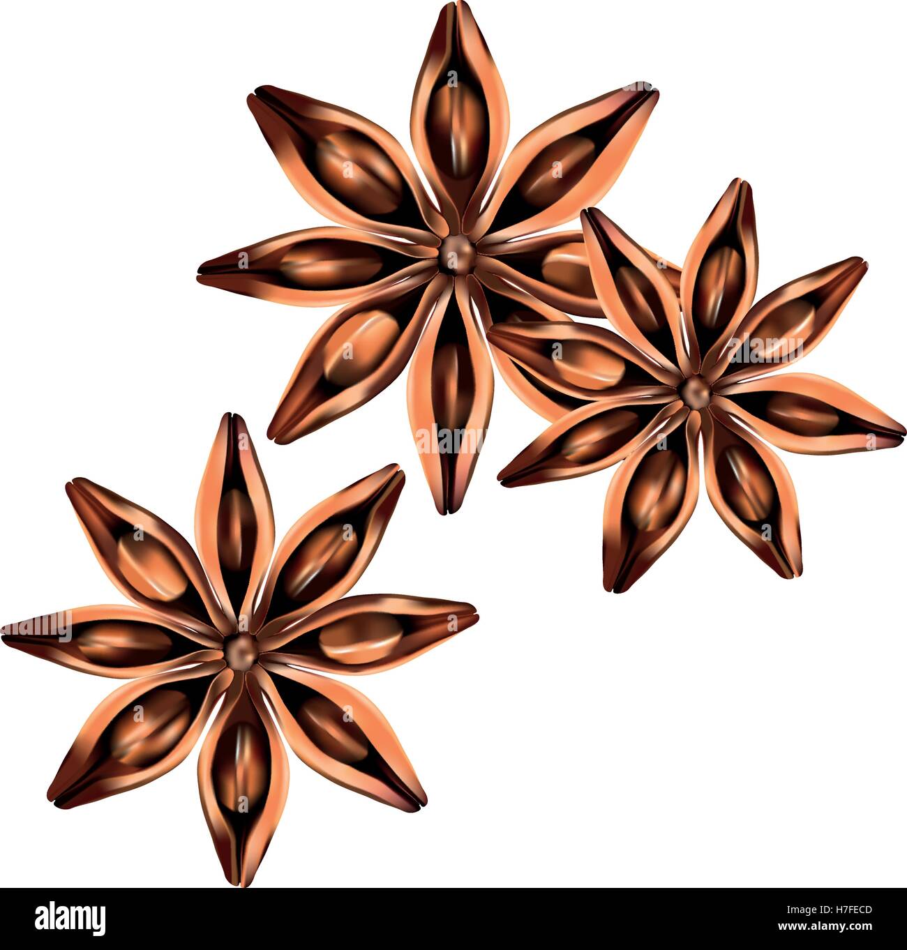 Stars of anise isolated on the white background. Vector illustration ...