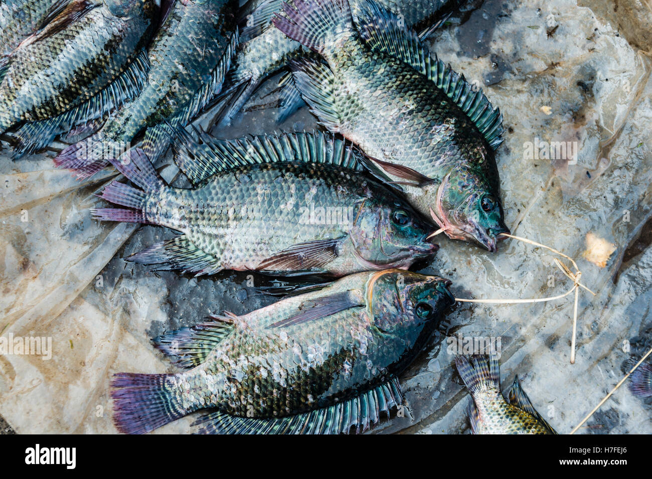 Nampan market hi-res stock photography and images - Alamy