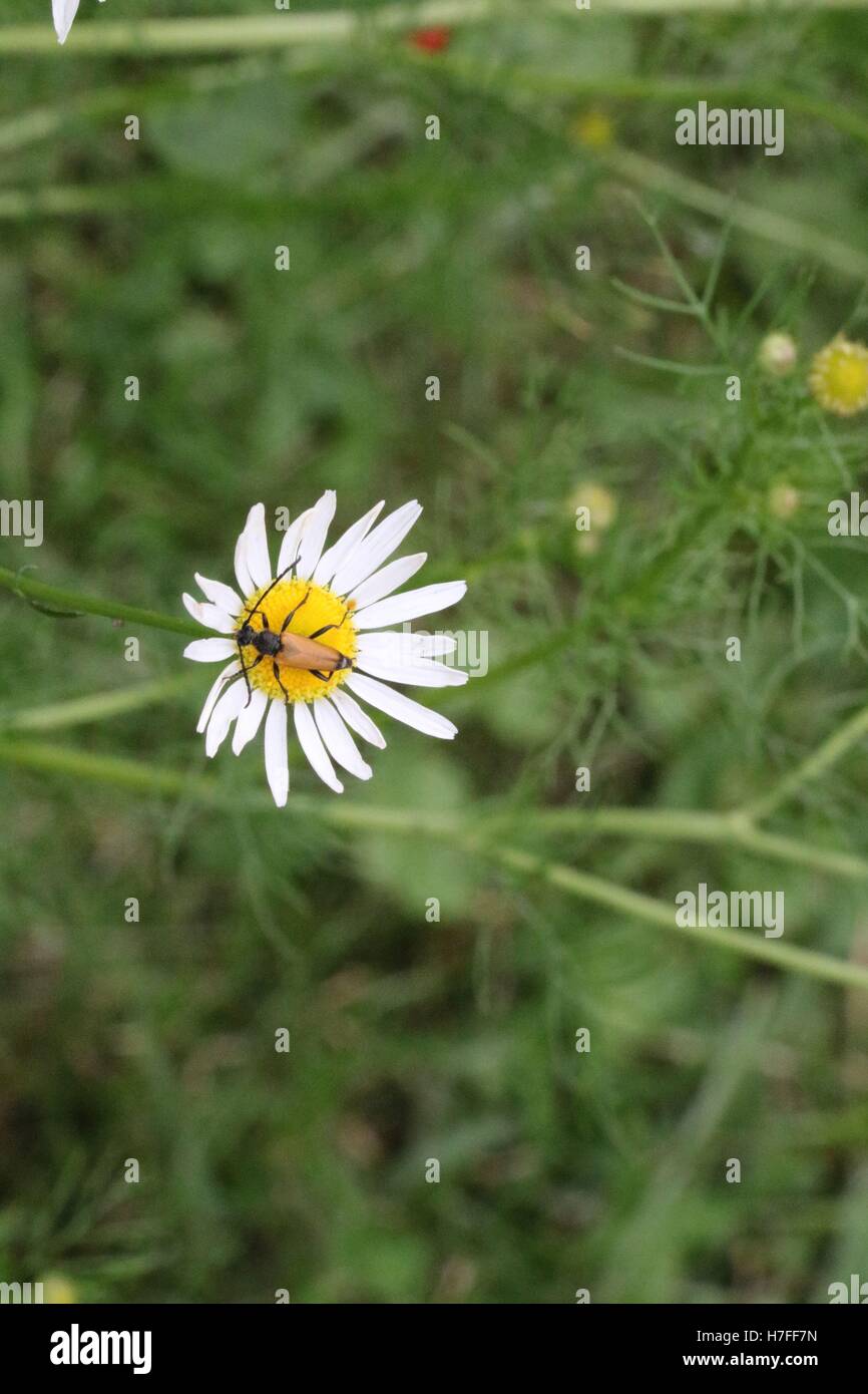 Gold bug or insect on flower available in high-resolution and several ...