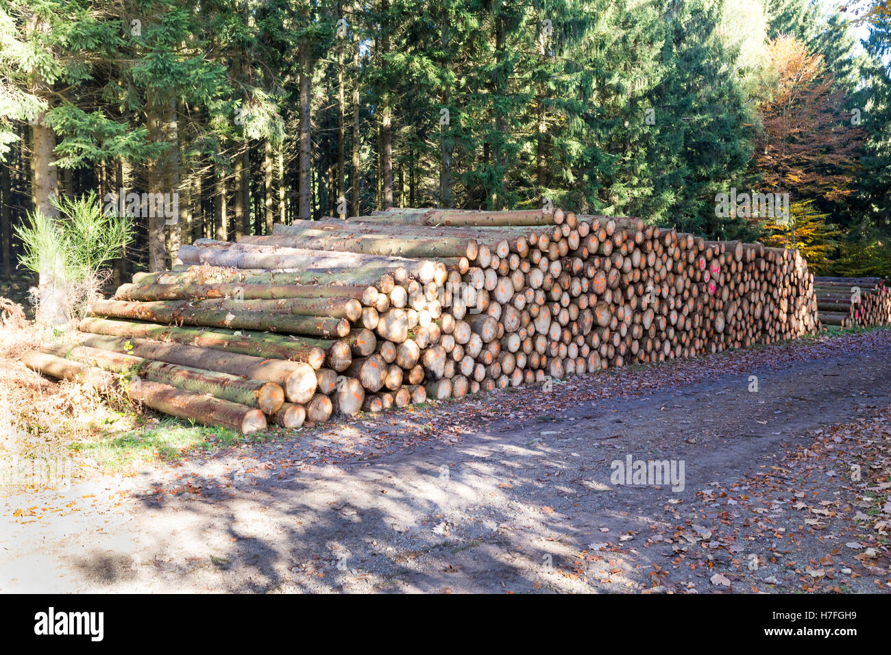 Felled and trimmed tree trunks stacked in the forest Stock Photo - Alamy