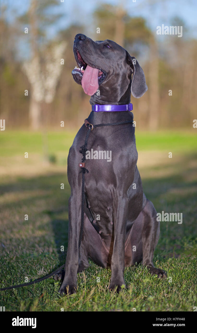 Gray Great Dane sitting with its tongue hanging out Stock Photo - Alamy
