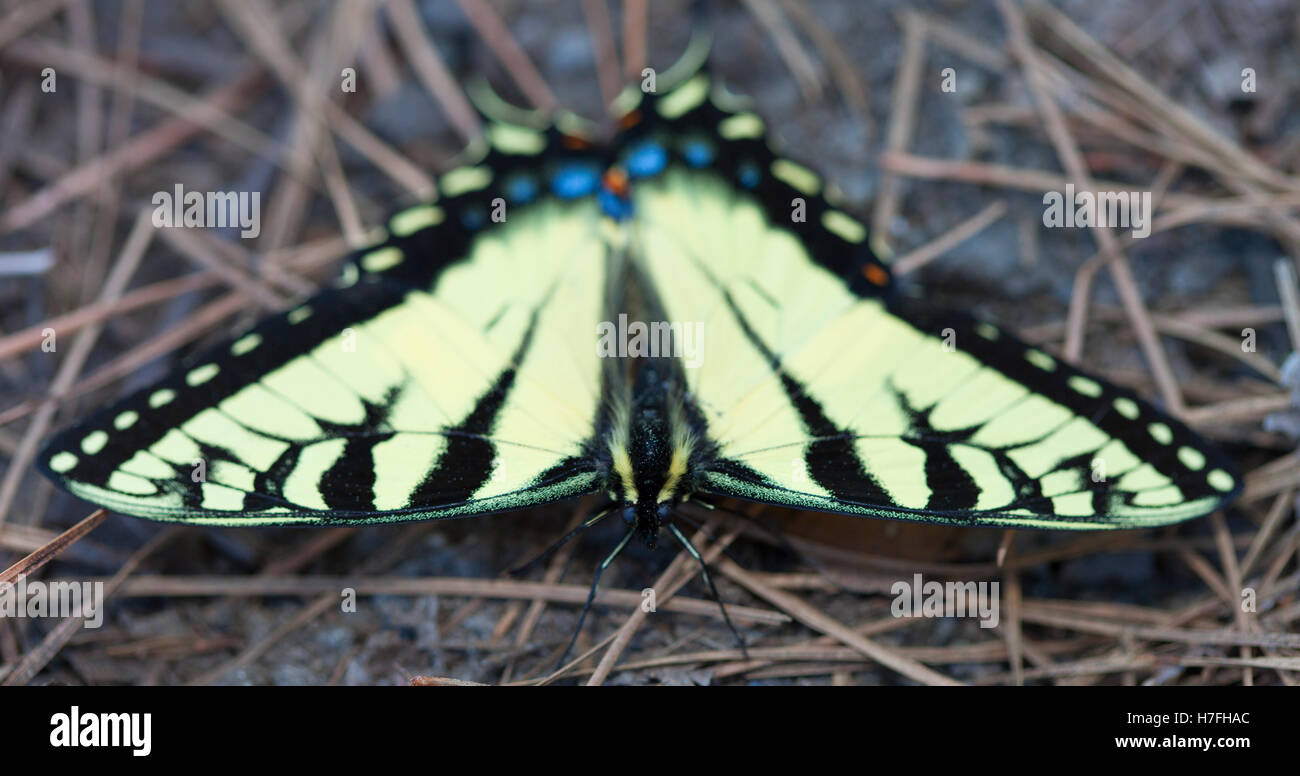 Macro of a big yellow butterfly from the front Stock Photo - Alamy