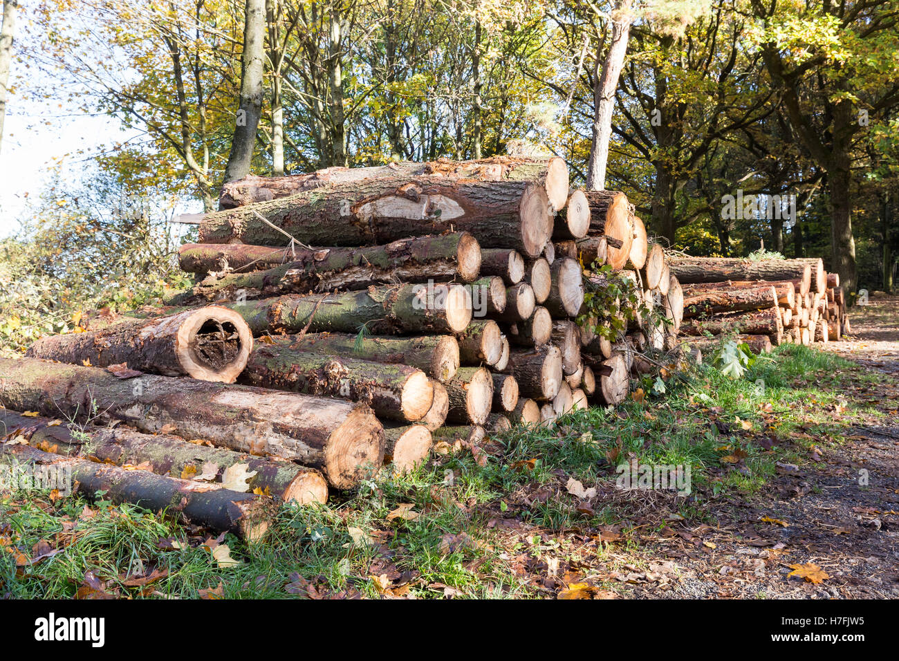 Felled and trimmed tree trunks stacked in the forest Stock Photo - Alamy