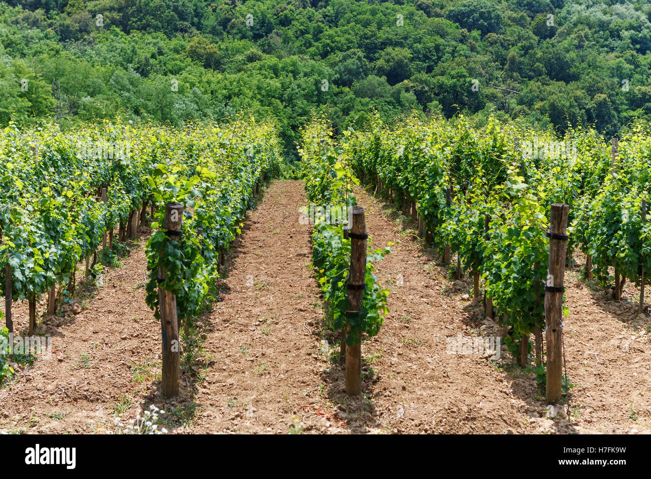 Viticulture hi-res stock photography and images - Alamy