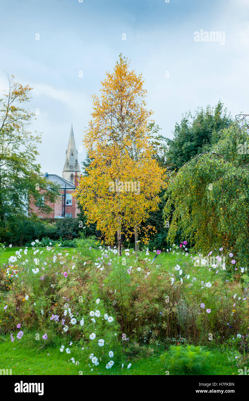 Birch tree flowers hi-res stock photography and images - Alamy