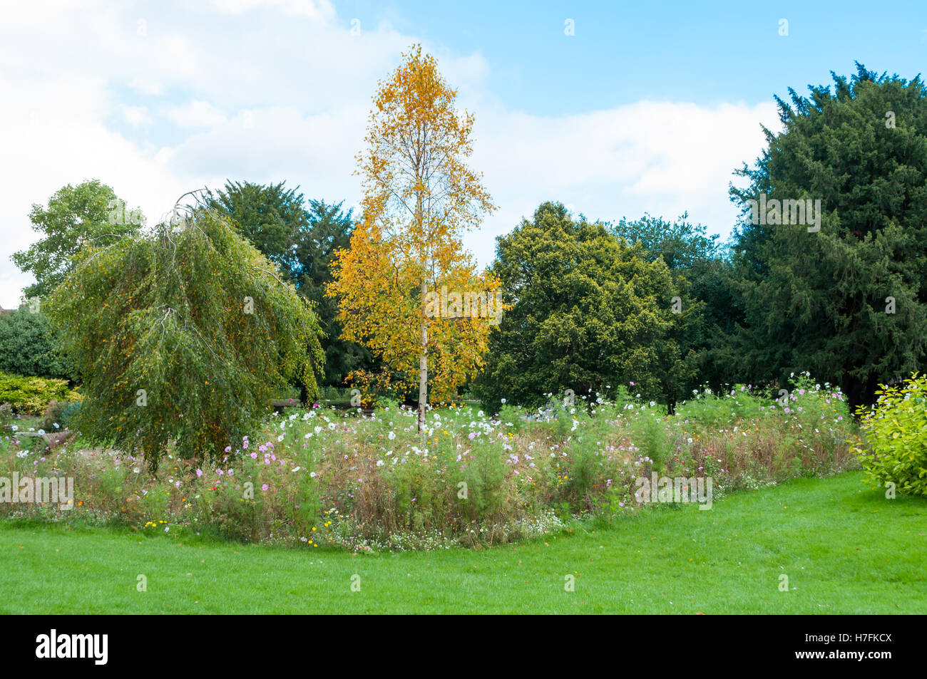 Birch tree flowers hi-res stock photography and images - Alamy
