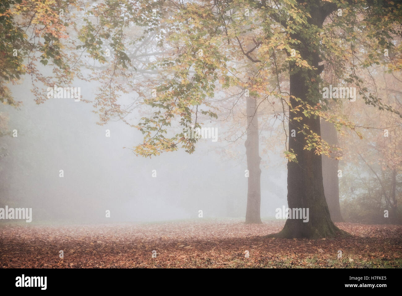 Misty colour hi-res stock photography and images - Alamy
