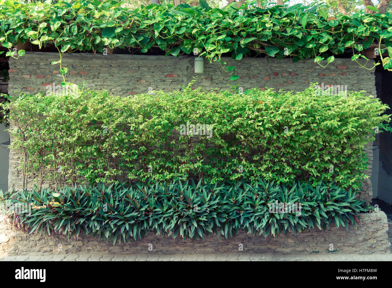 green wall plant on concrete wall, plant background Stock Photo - Alamy