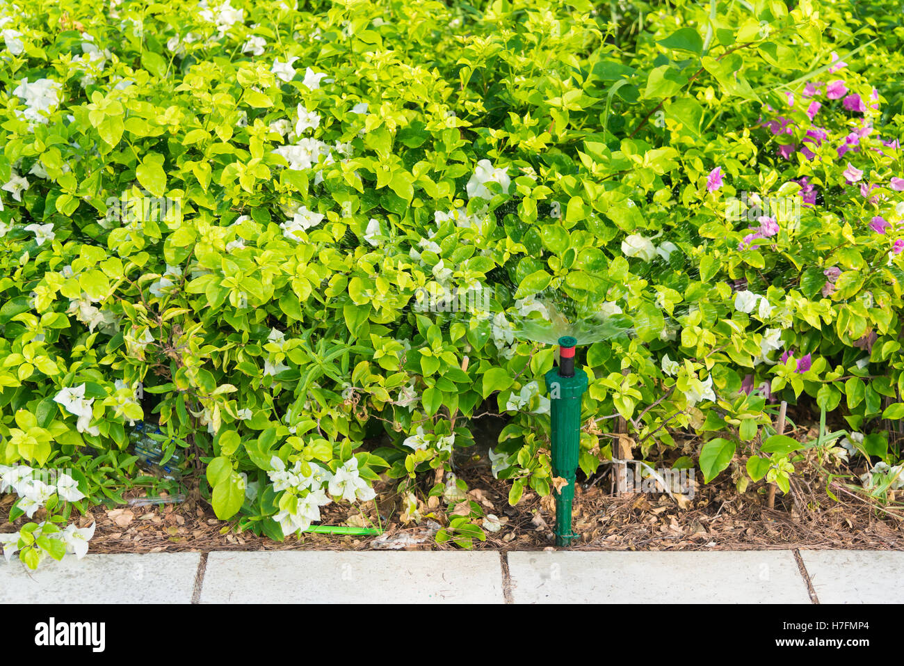 Water springer in the garden with plant and flower Stock Photo - Alamy