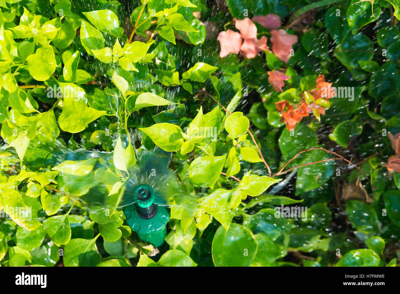 Water springer in the garden with plant and flower Stock Photo - Alamy