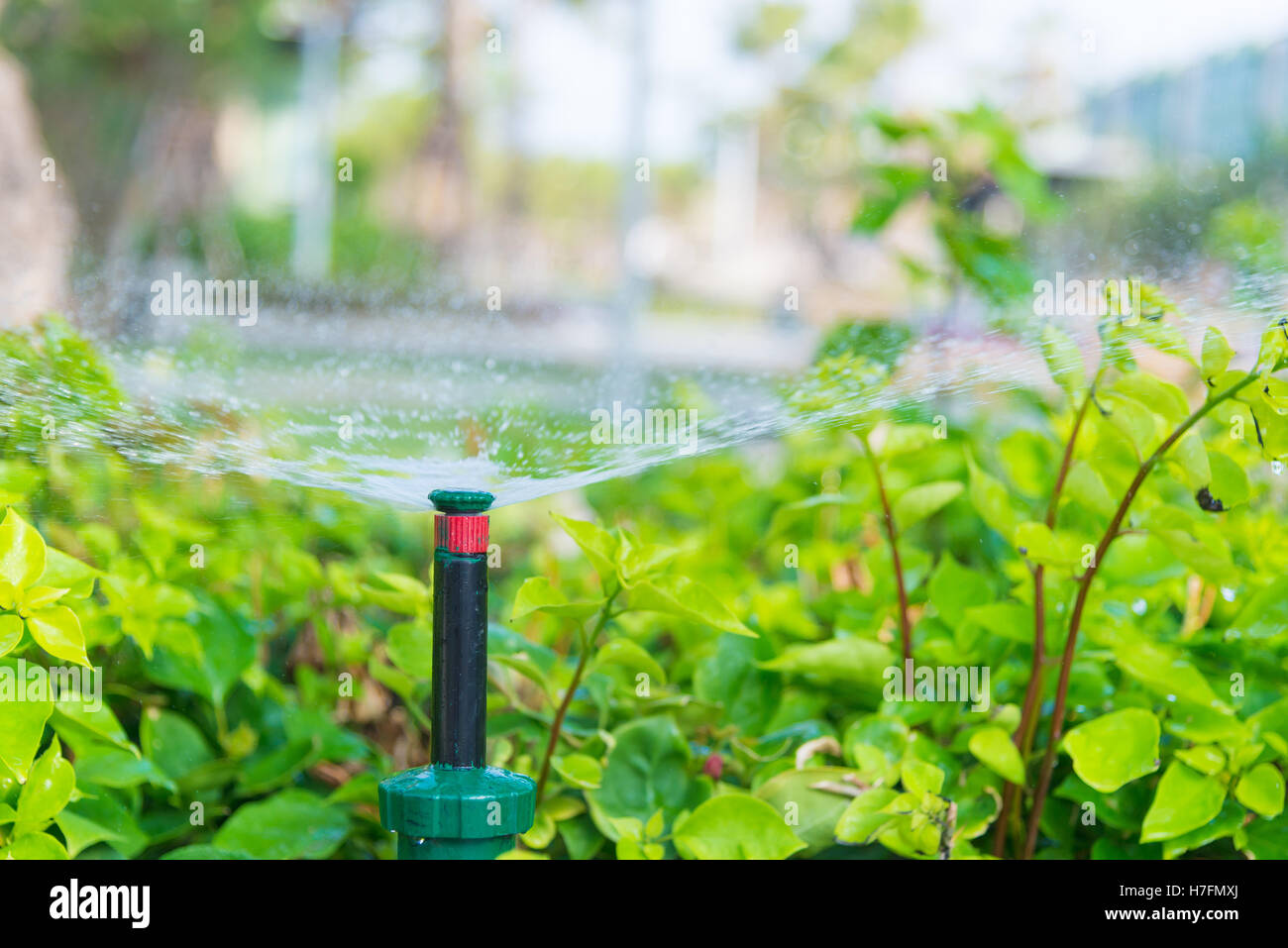 Water springer in the garden with plant and flower Stock Photo - Alamy