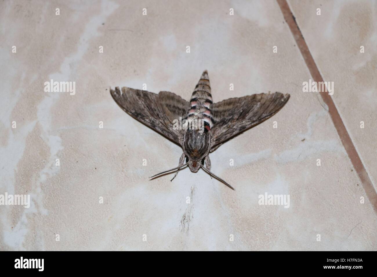 Giant moth available in high-resolution and several sizes to fit the ...