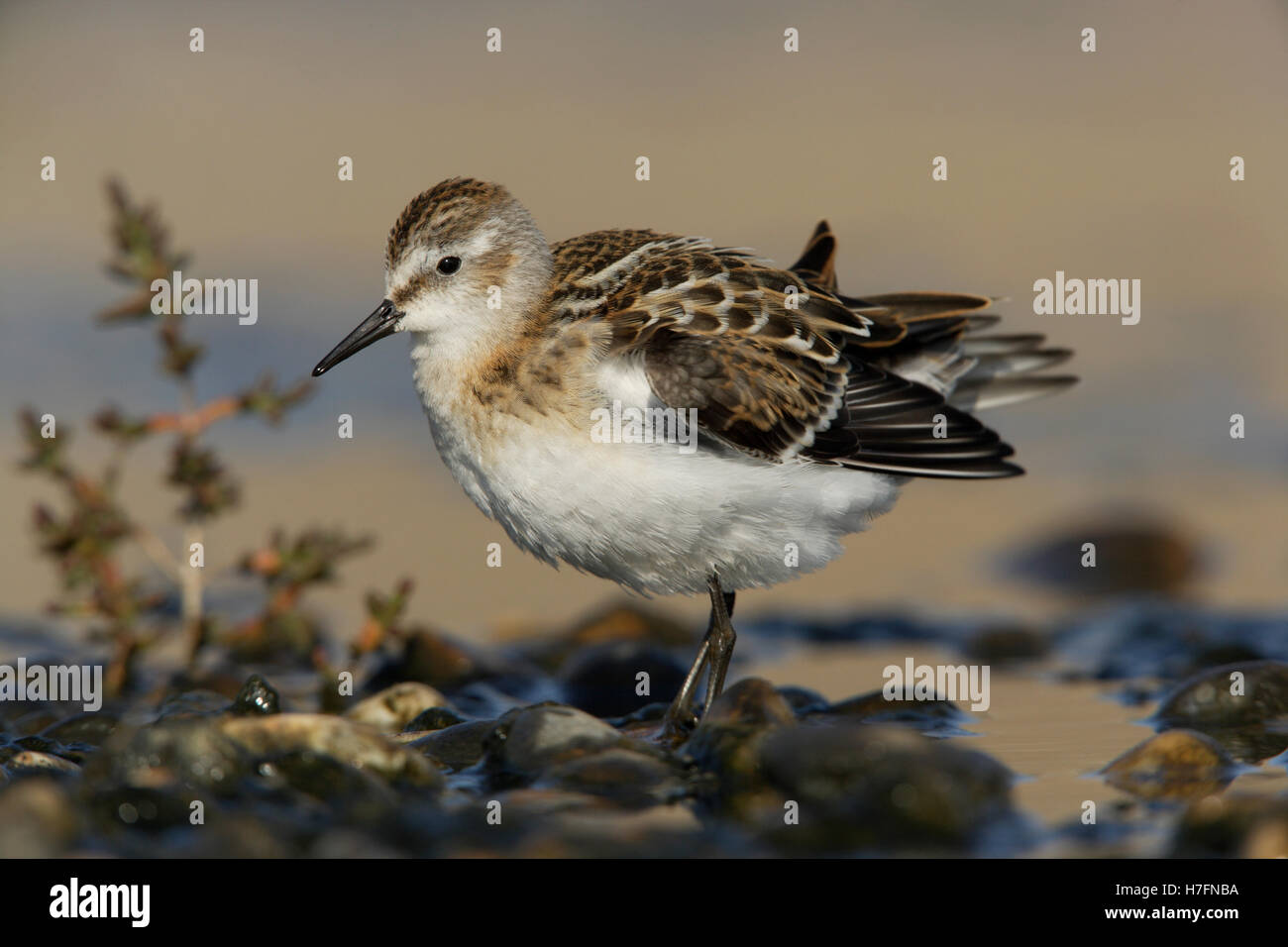 Little Stint calidris minuta juvenile bird in winter plumage at ...
