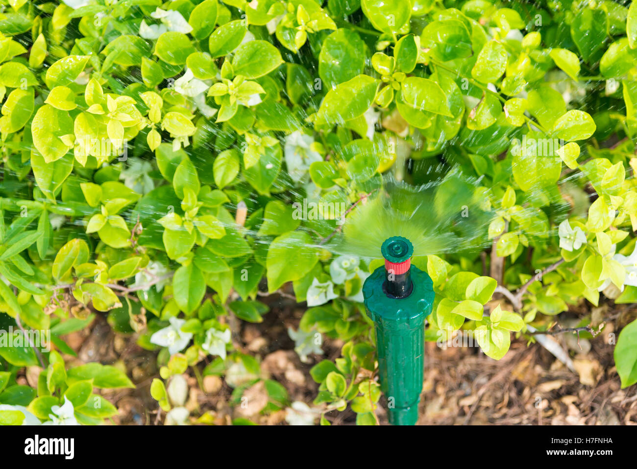 Water springer in the garden with plant and flower Stock Photo - Alamy