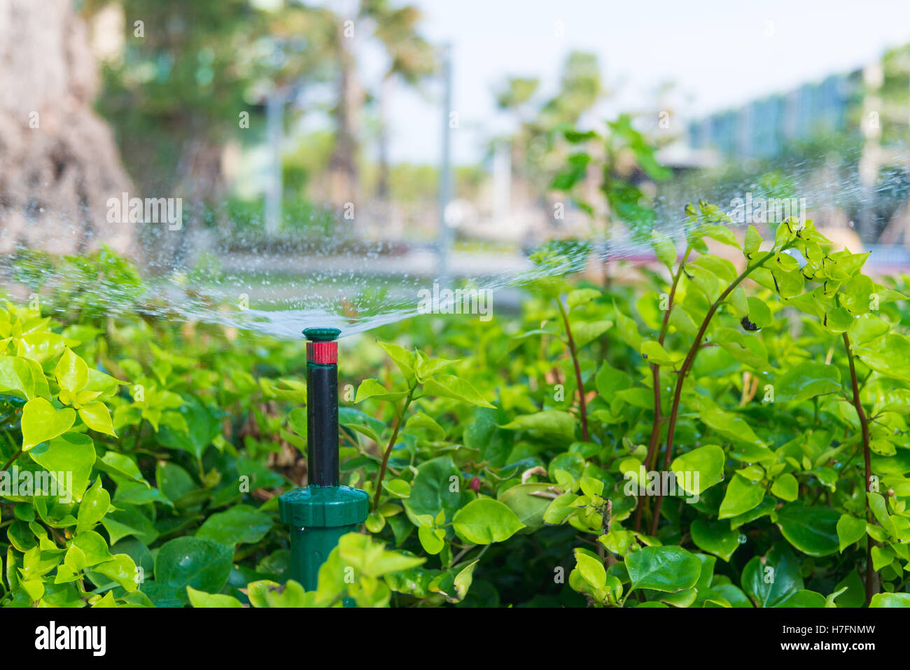Water springer in the garden with plant and flower Stock Photo - Alamy