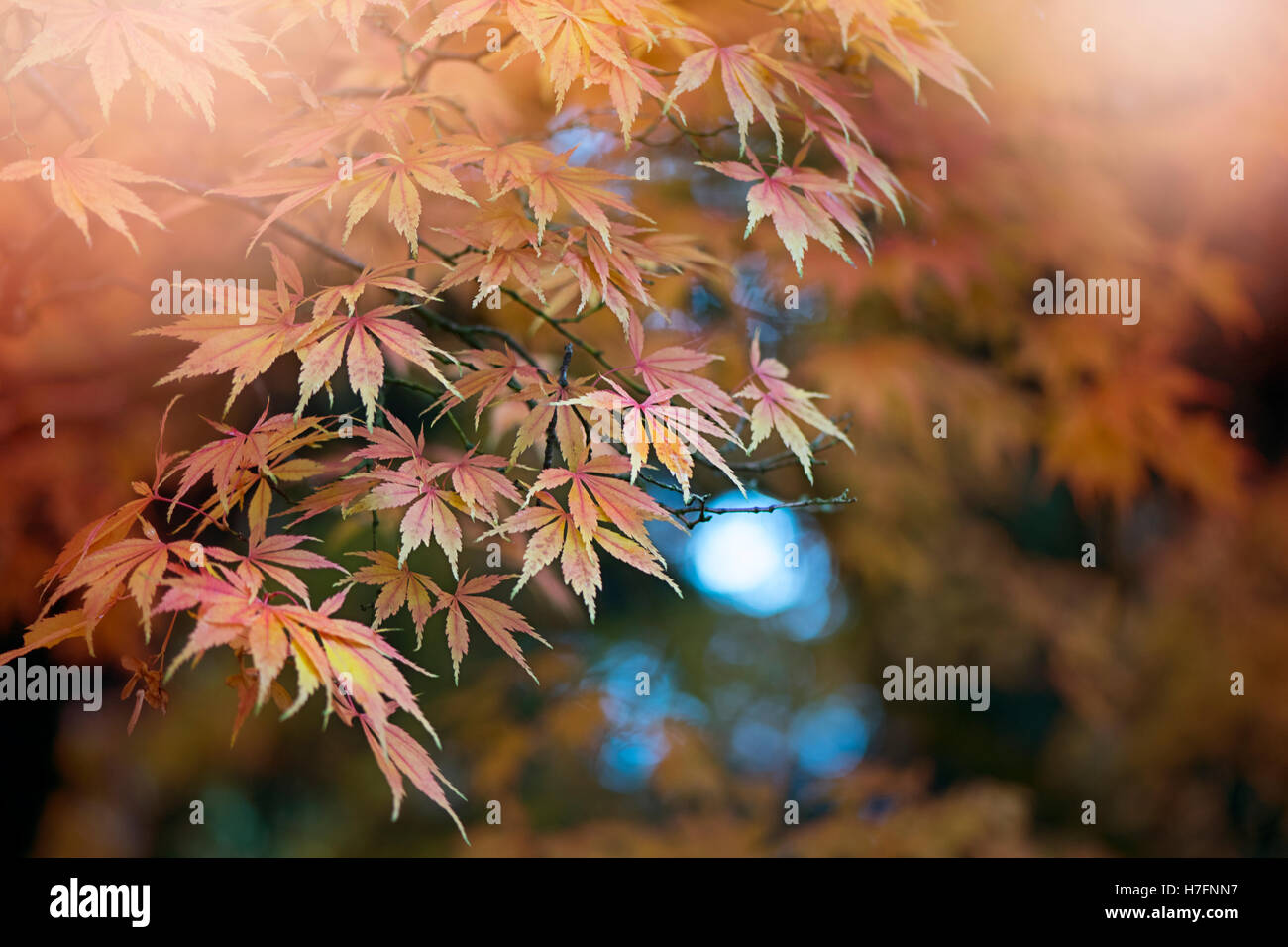 Japanese Maple Autumn Leaves Stock Photo - Alamy