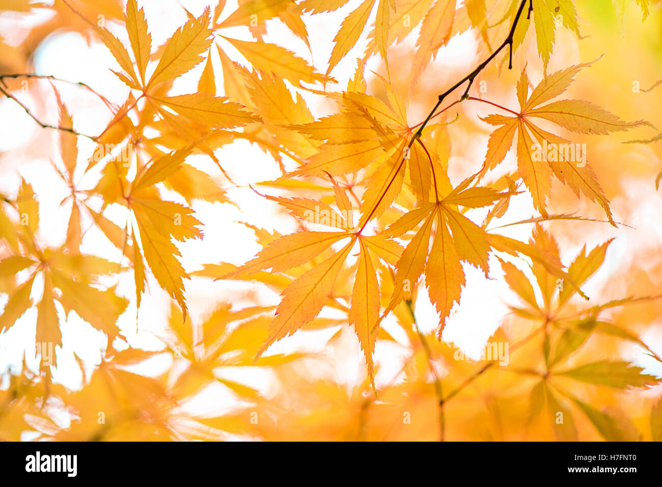 Japanese Maple Gold Autumn Leaves Stock Photo - Alamy
