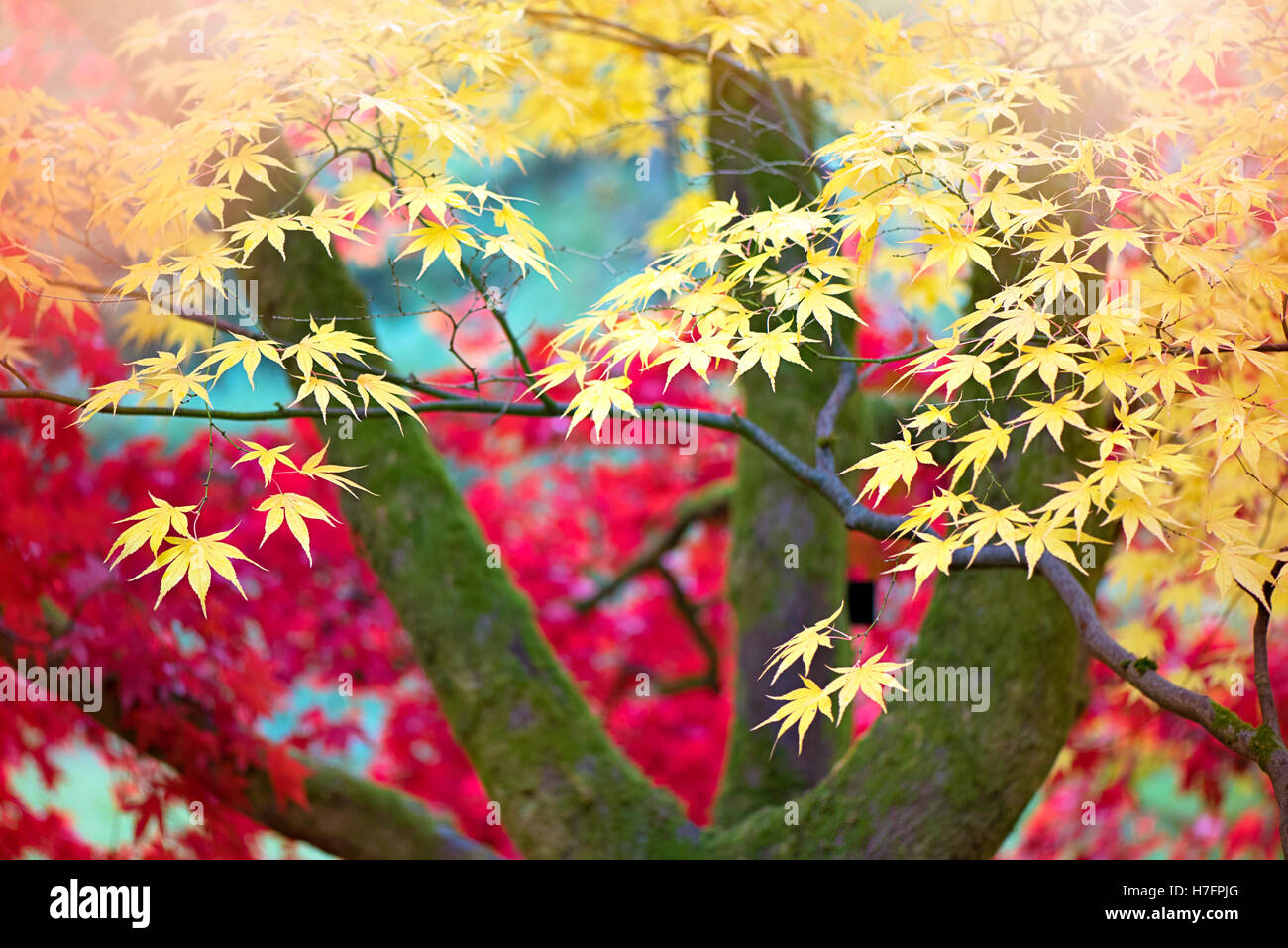 Acer palmatum japanese maple leaves hi-res stock photography and images ...