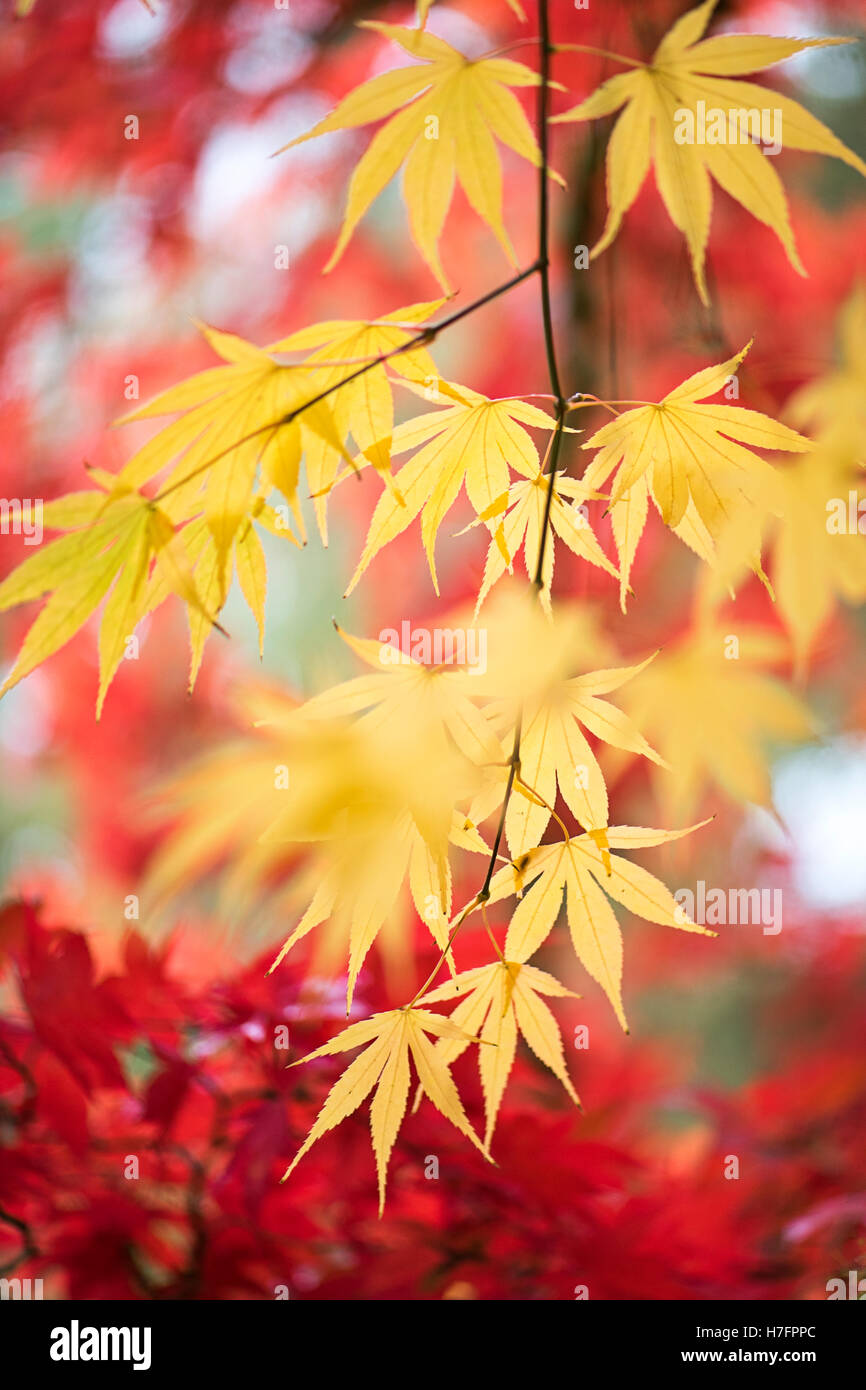 Autumn Colored yellow Acer Leaves Stock Photo - Alamy