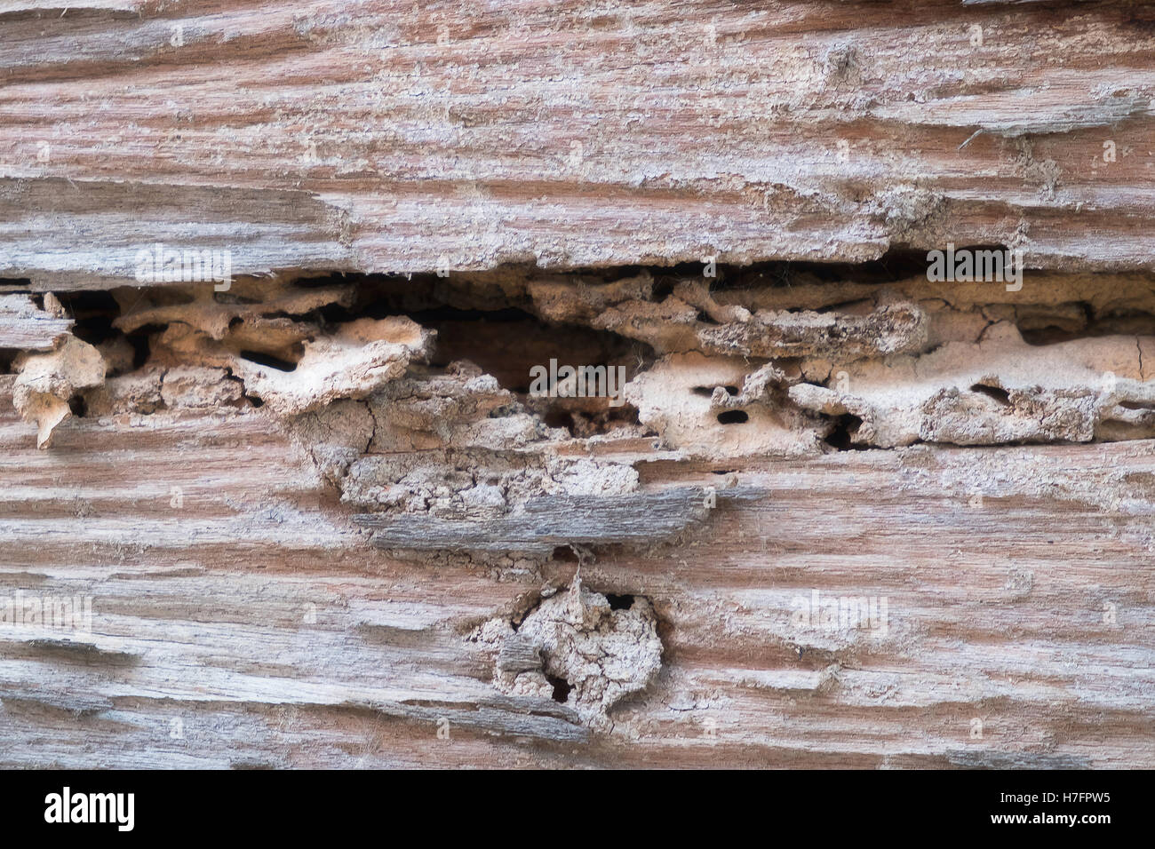 Traces of termites eat wood, background Stock Photo - Alamy