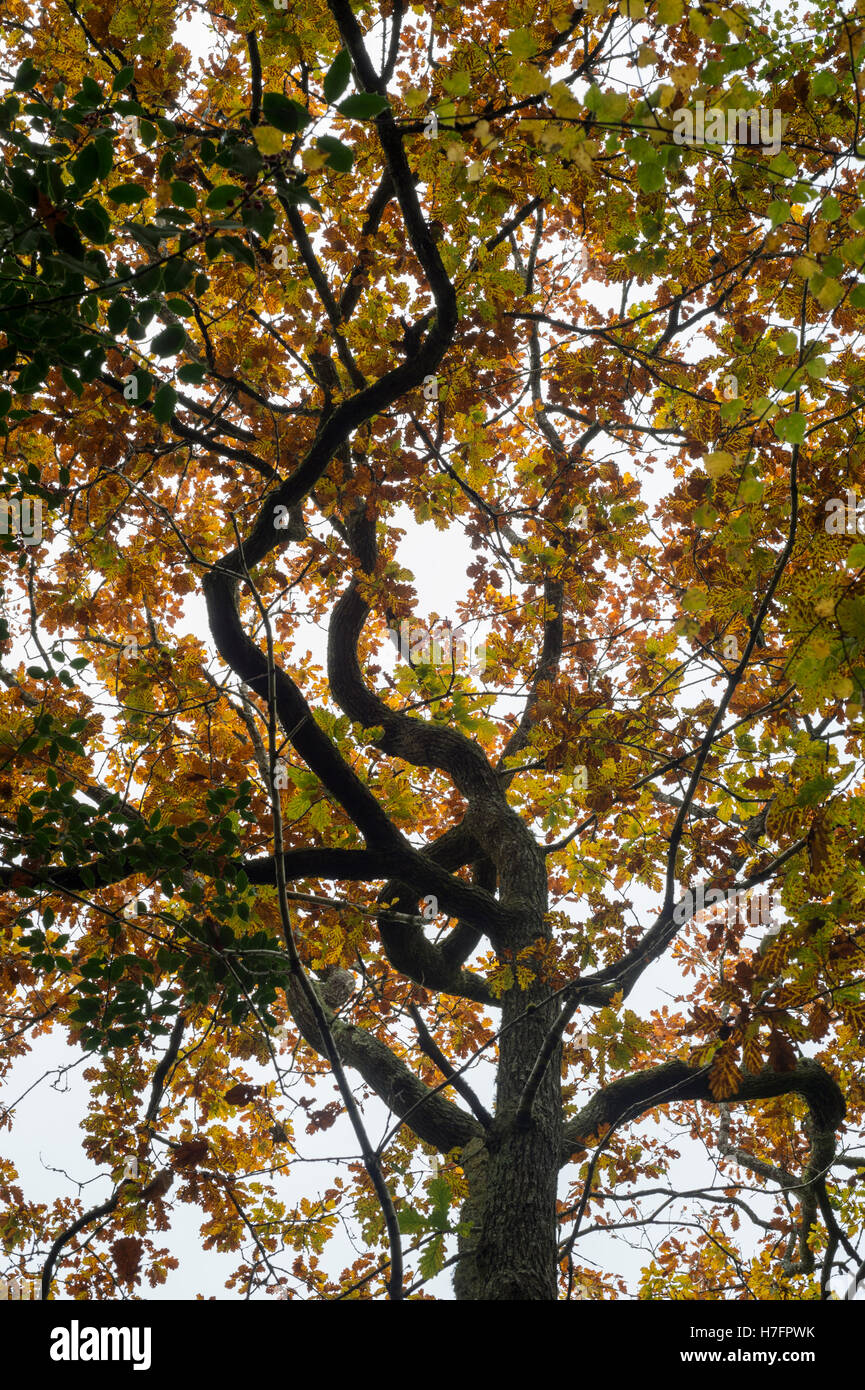Sessile oak tree hi-res stock photography and images - Alamy