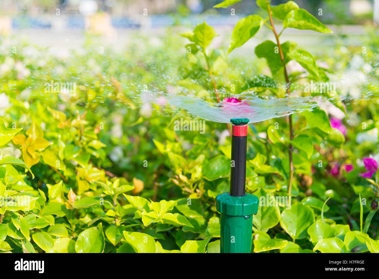 Water springer in the garden with plant and flower Stock Photo - Alamy