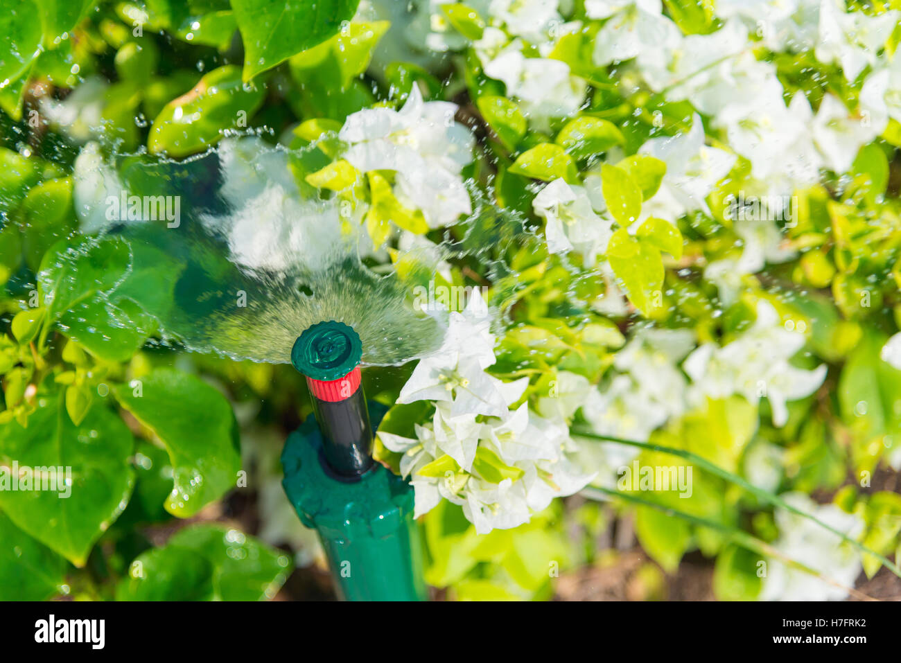Water springer in the garden with plant and flower Stock Photo - Alamy