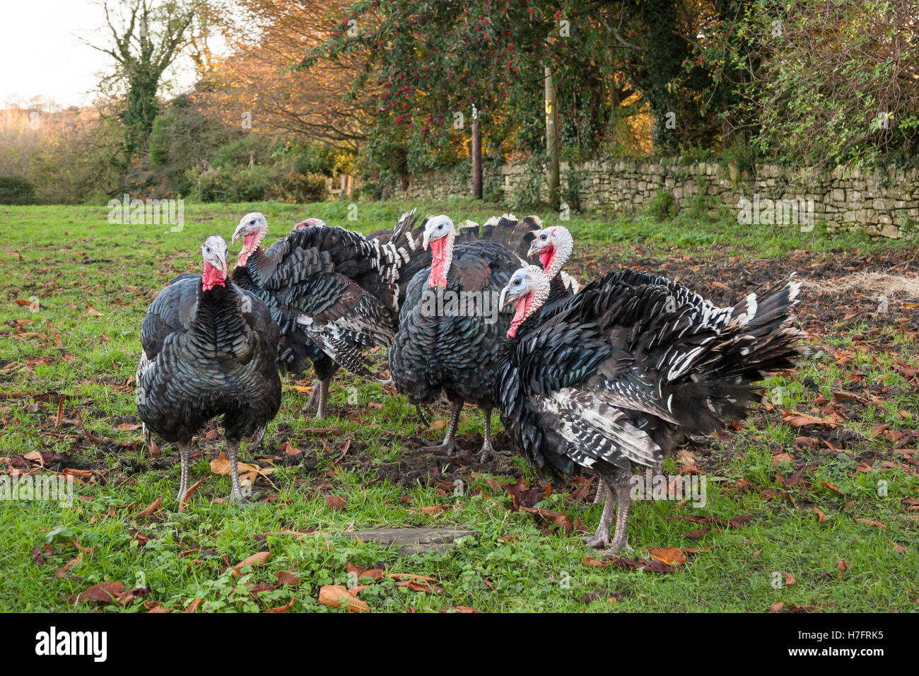bronze turkeys free range flock outside Stock Photo - Alamy