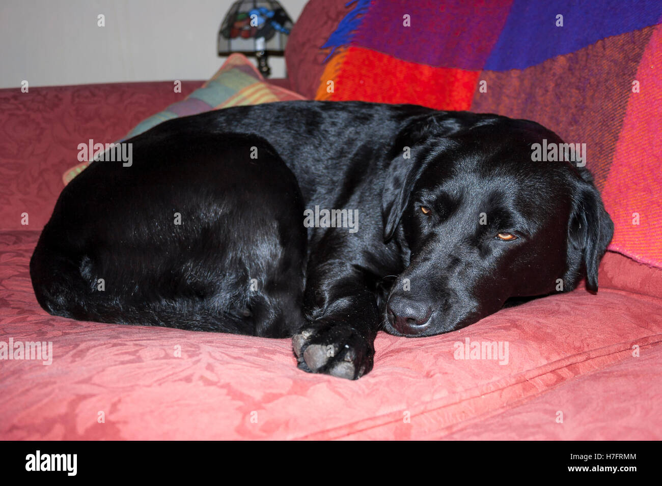black Labrador dog comfortable on sofa Stock Photo - Alamy