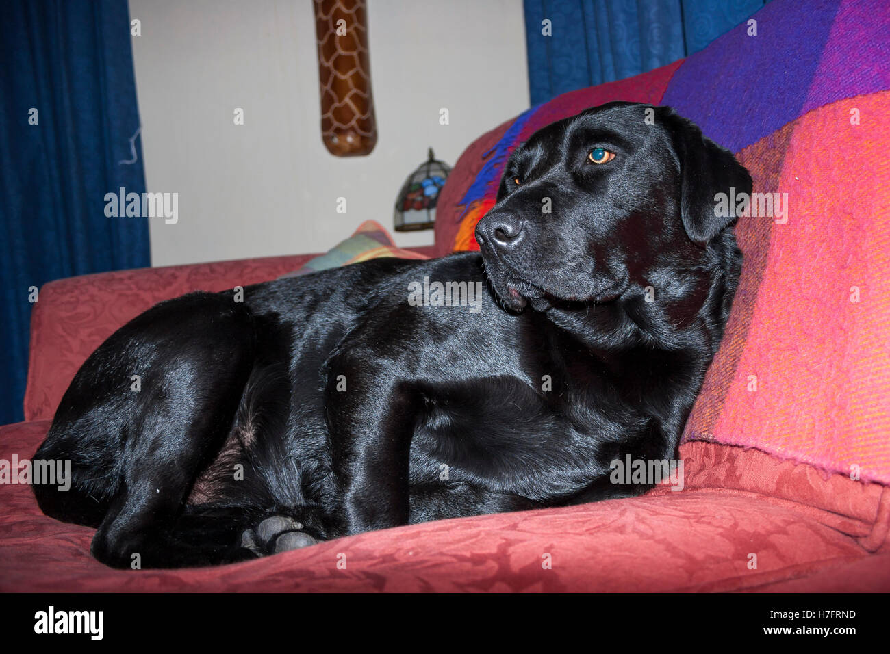 black Labrador dog comfortable on sofa Stock Photo - Alamy