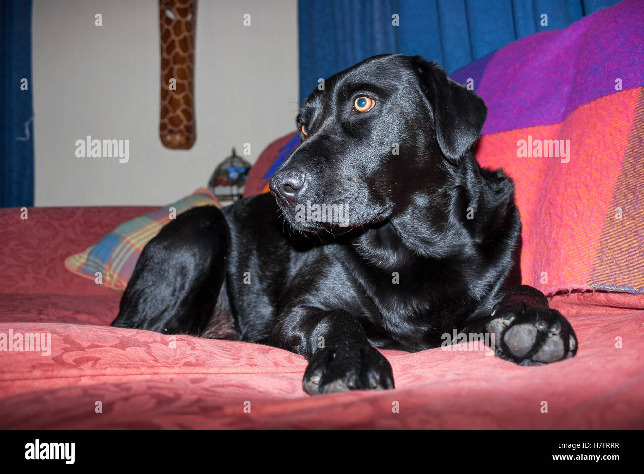 black Labrador dog comfortable on sofa Stock Photo - Alamy