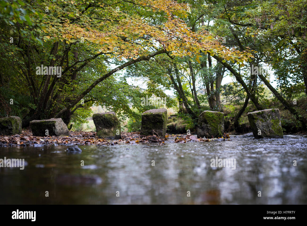 Stepping stones to Dunsford across the River Teign, Bridford Wood ...